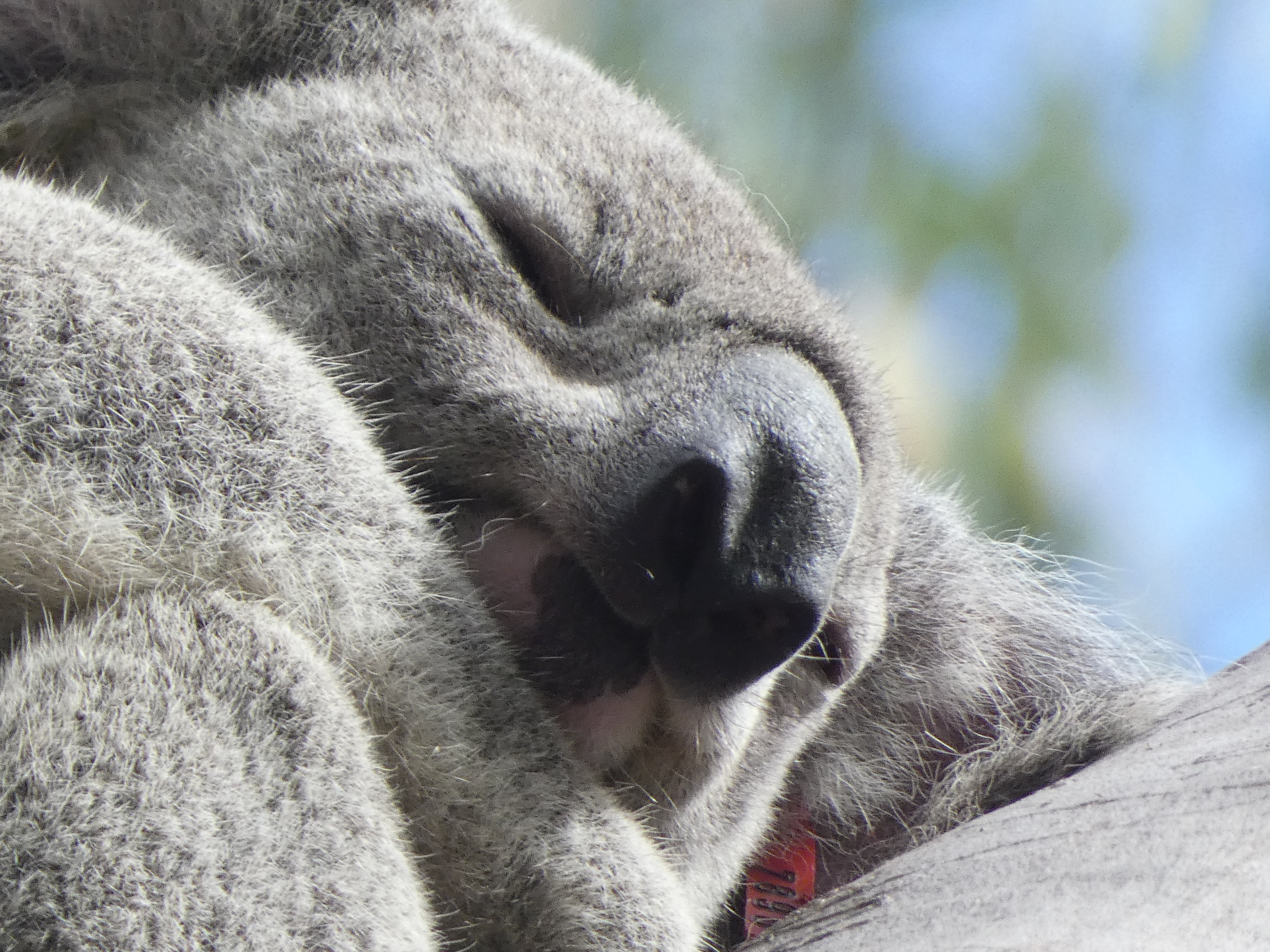 Fears for koalas in John Bray Park upgrade
